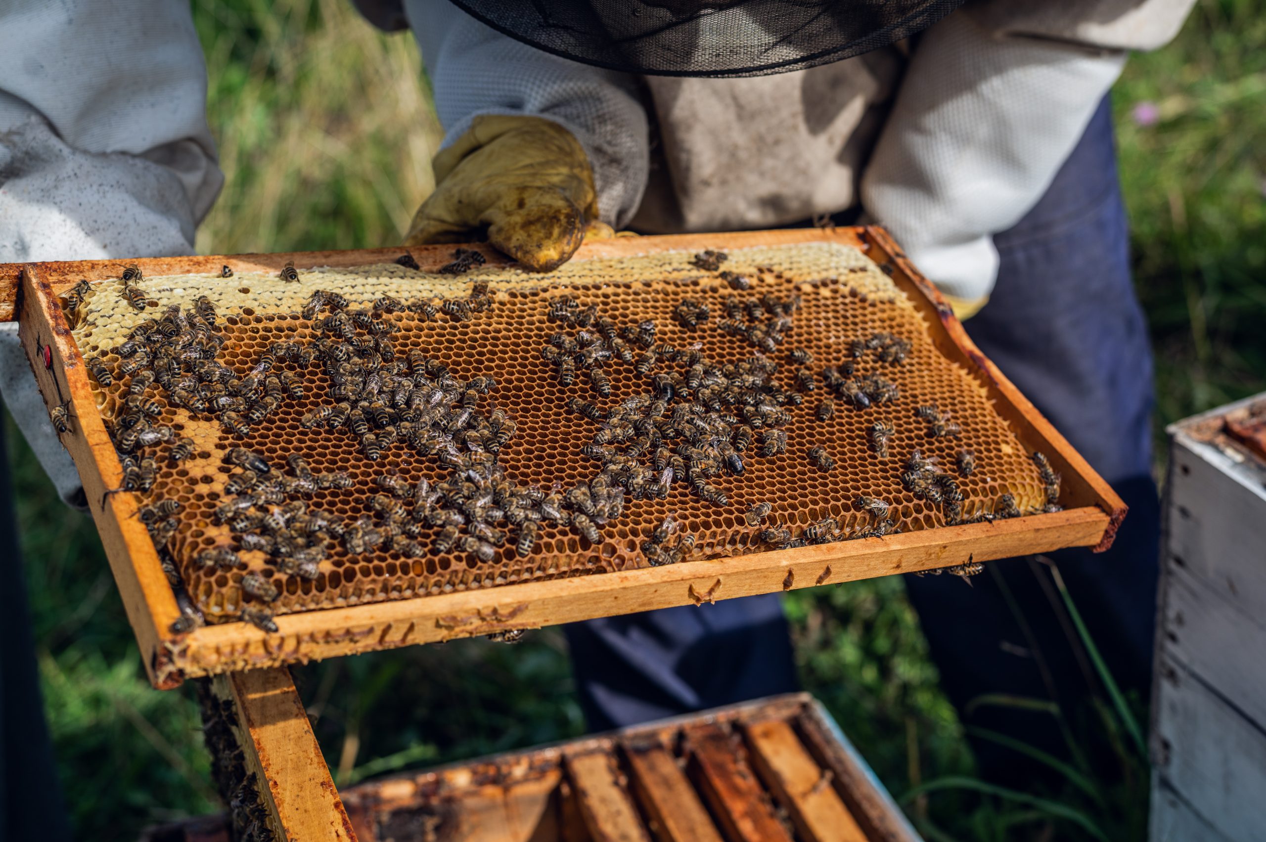 Discover the Art of Beekeeping at The Bee Barn, Lough Sheelin, Co Cavan